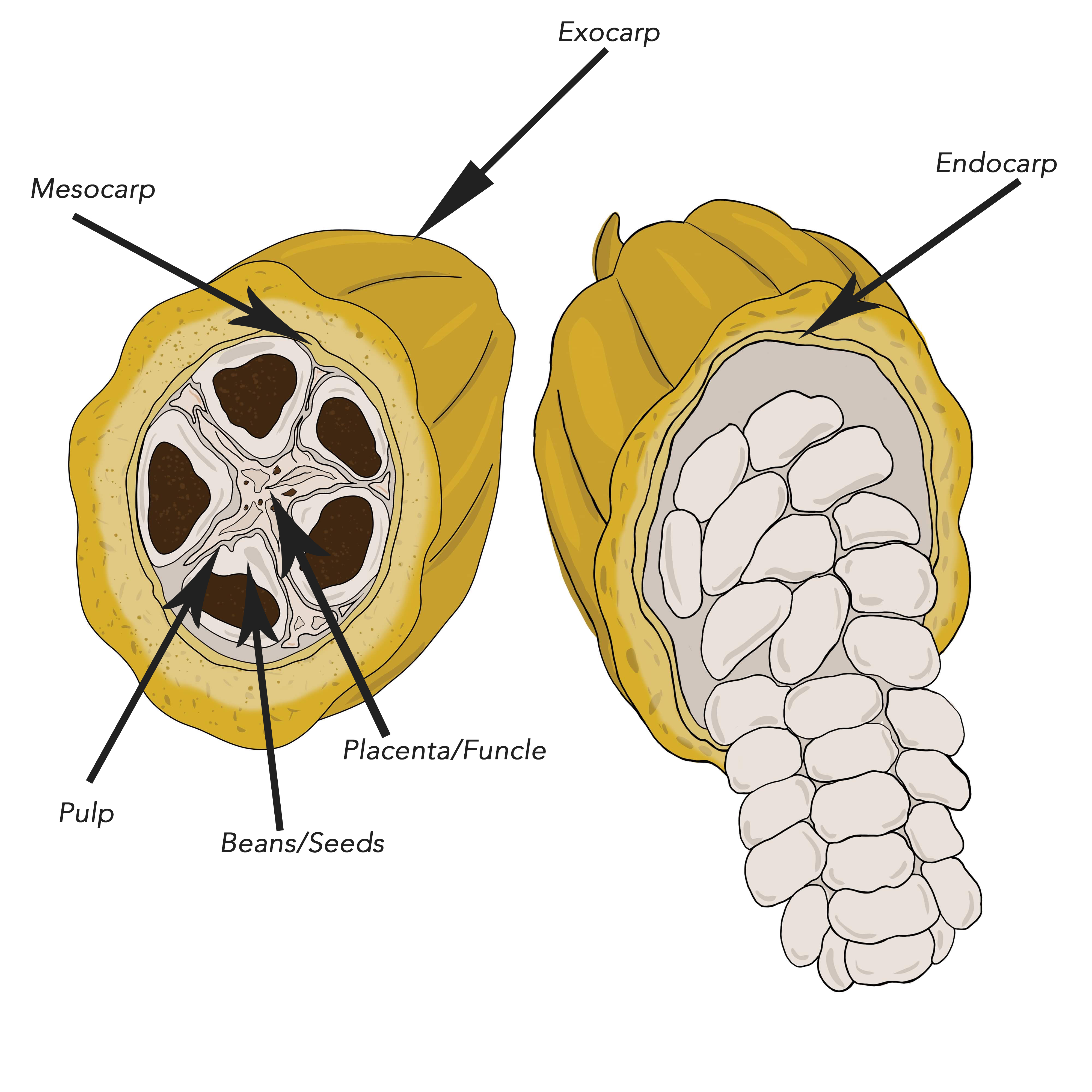 inside a cocoa pod